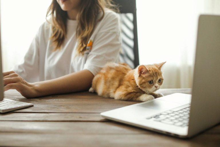 6 Surprising Ways Introverts And Cats Are Exactly The Same