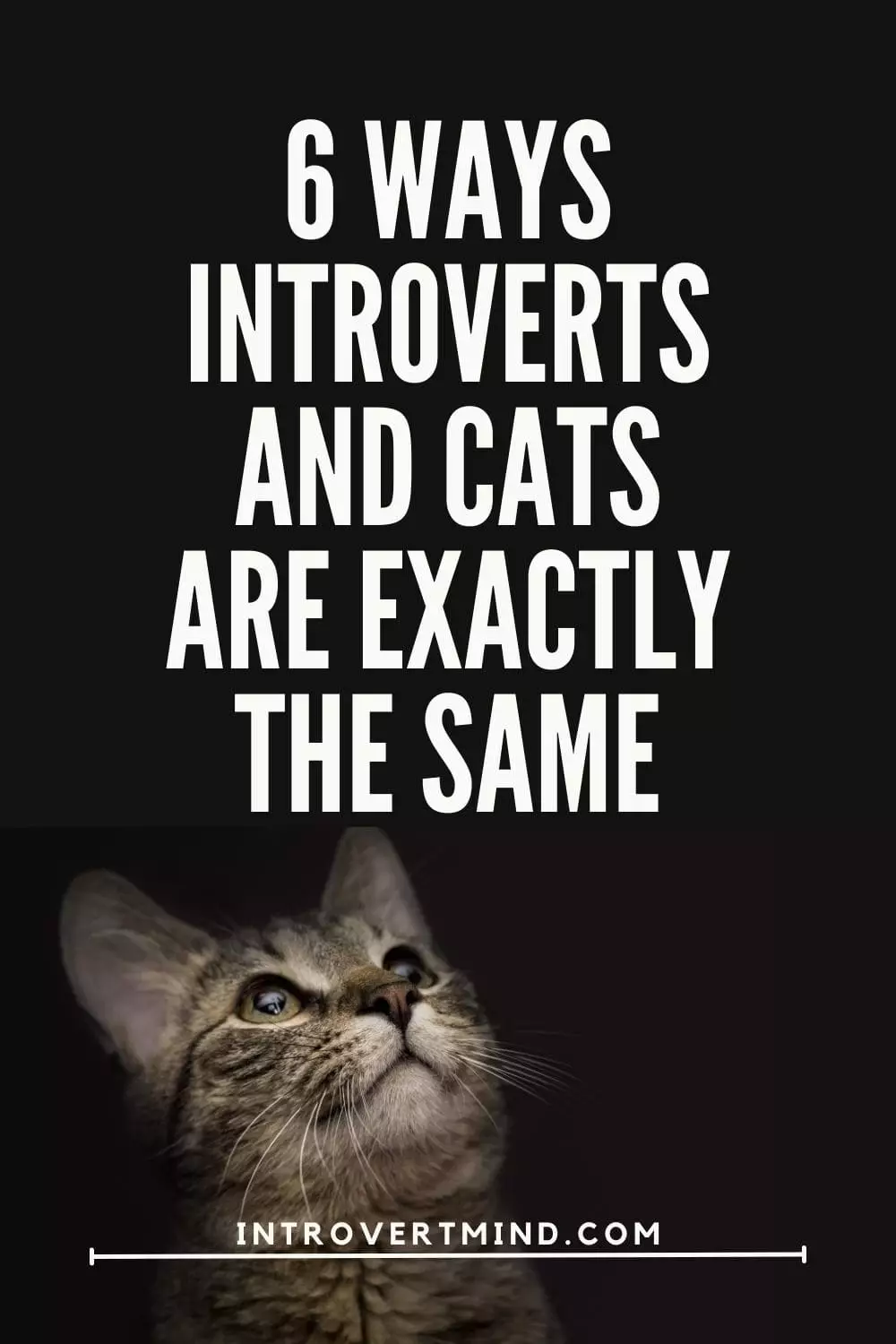 6 Surprising Ways Introverts And Cats Are Exactly The Same